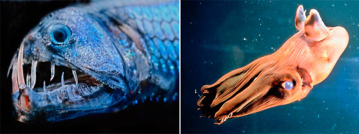 How do animals in the abyssal zone survive - foddragon