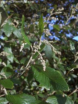 BUSH WALK TO HIDDEN LAKE : KUMARAHOU PLANT