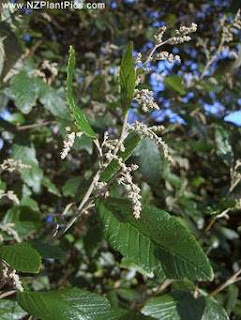 BUSH WALK TO HIDDEN LAKE : KUMARAHOU PLANT