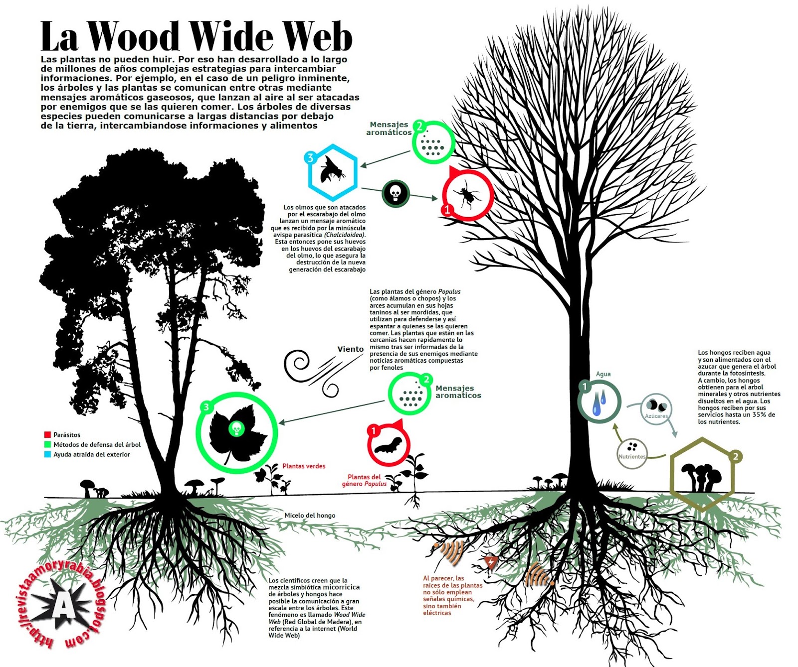 REVISTA AMOR Y RABIA: LA WOOD WIDE WEB