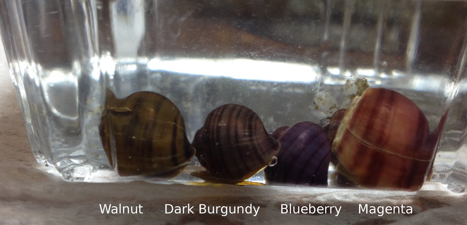 Swamp Rat Tracks: Mystery Snail Colors