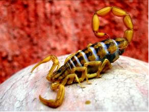 Escorpión o Alacrán