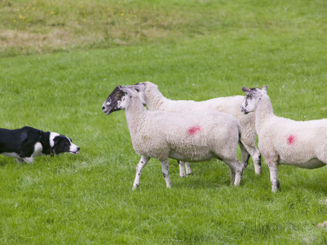 Gift Guide Galaxy: Wooly Sheep and Lovable Lamb | Gift Guide