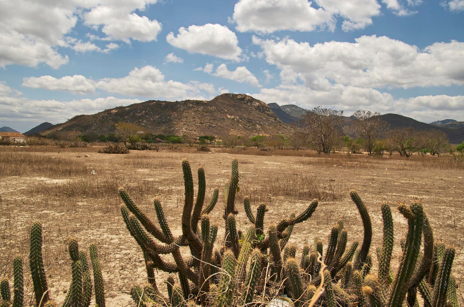 BIBOCA AMBIENTAL : CAATINGA