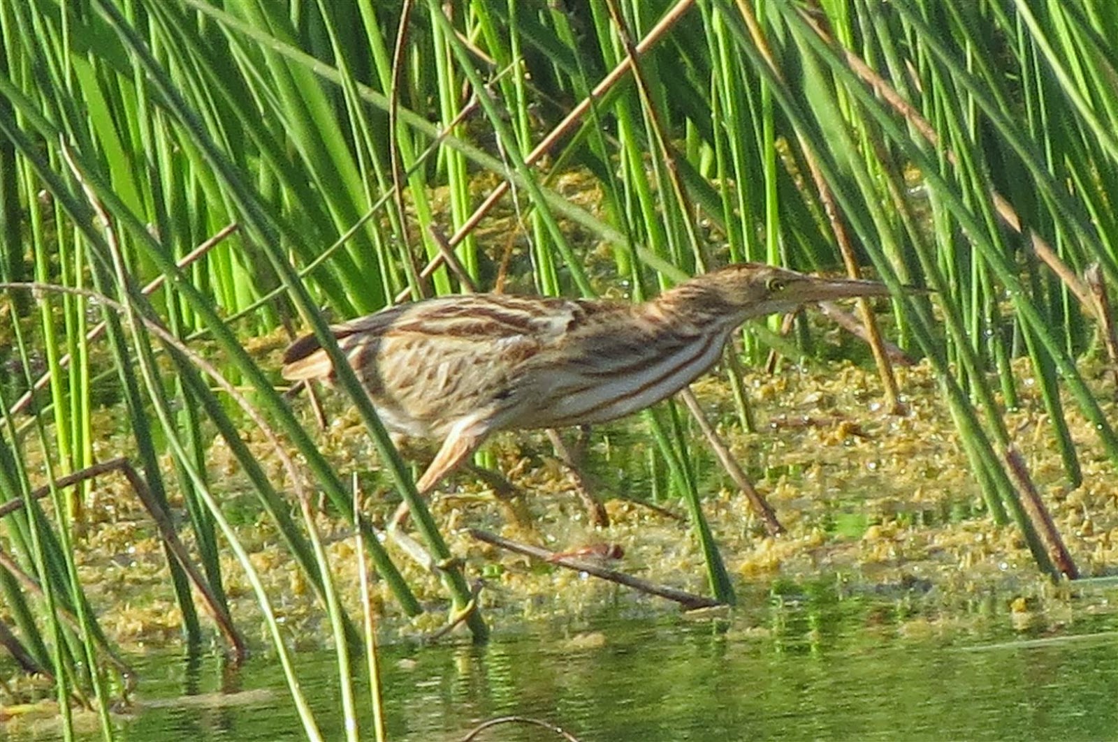 Birding for a Lark: Juvenile yellow bittern at Mughsail