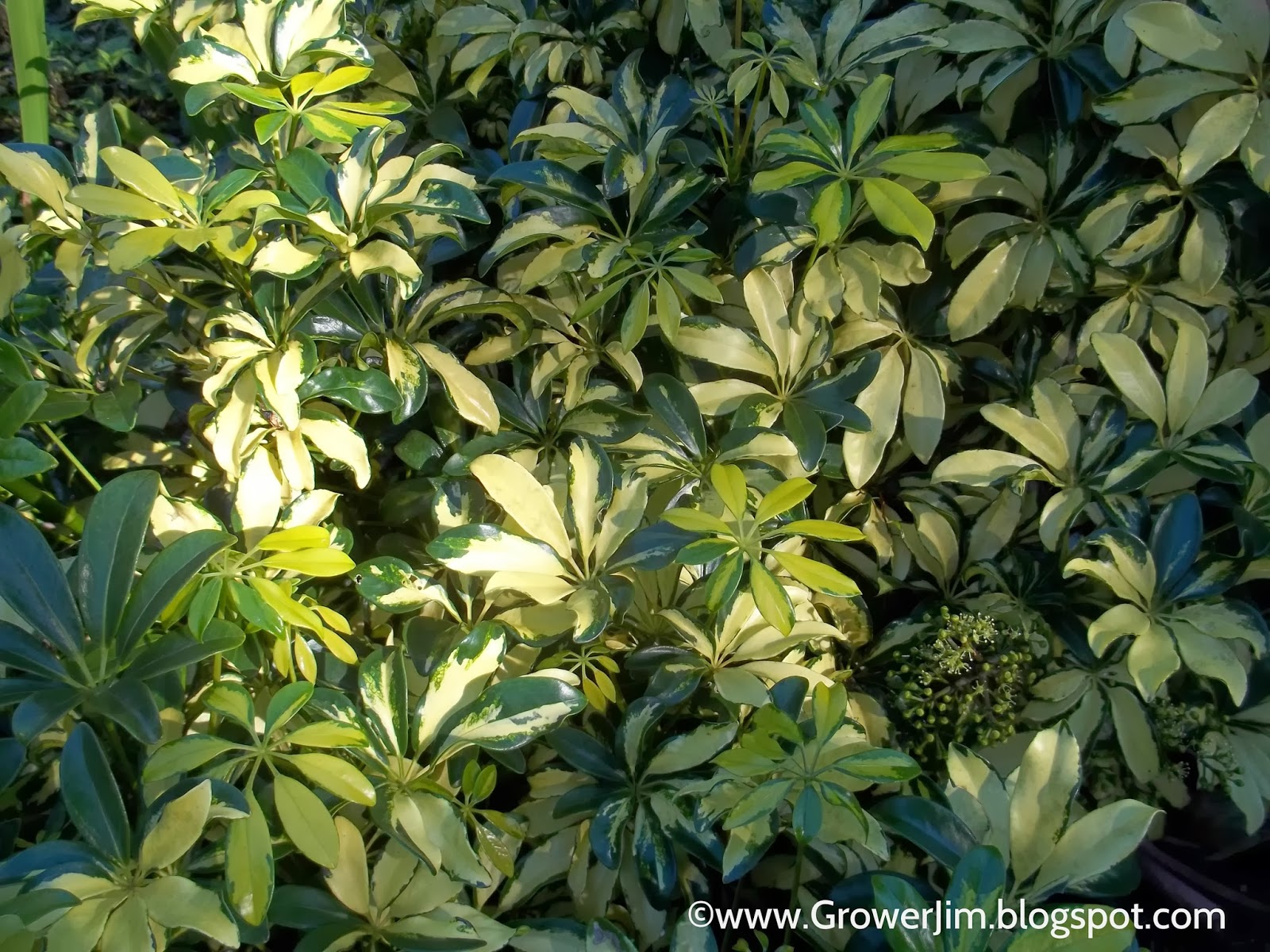 Variegated Schefflera Plant