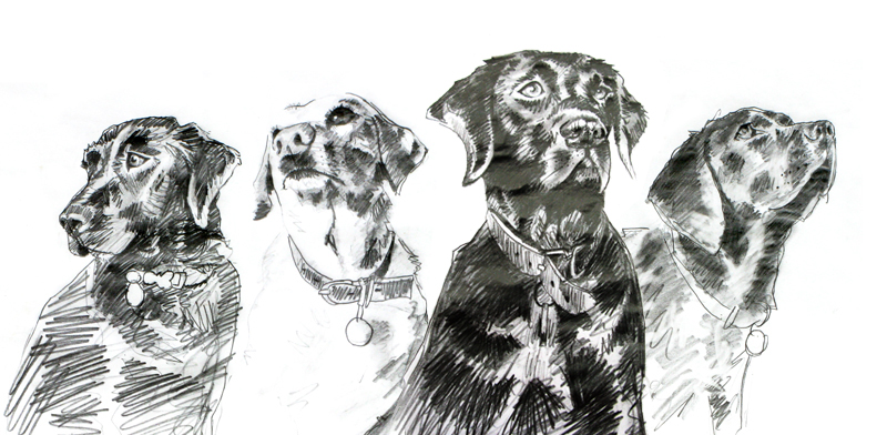 Lab-doodle - James Colmer