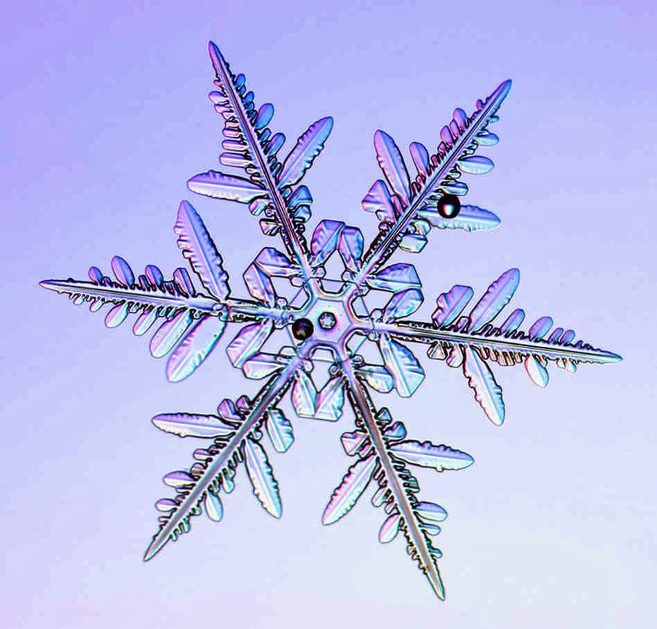 The Agatelady: Adventures and Events: Microscopic Images of Snow