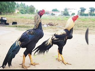 Gallos asiles su origen e historia