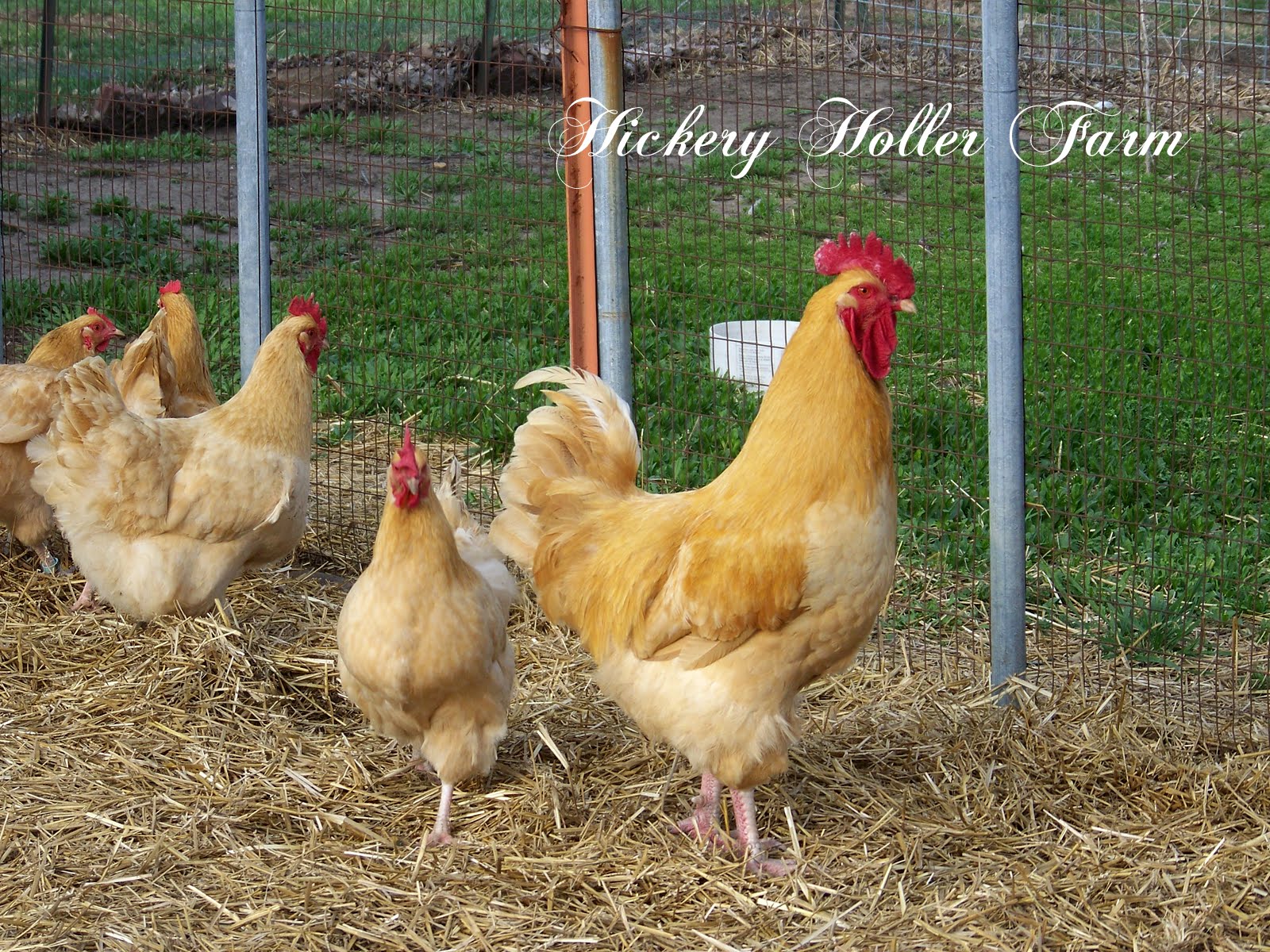 Hickery Holler Farm: Sunshine At Last