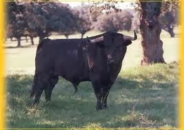 Fauna animal y vegetal de la penísula ibérica: EL TORO (ESPAÑA)