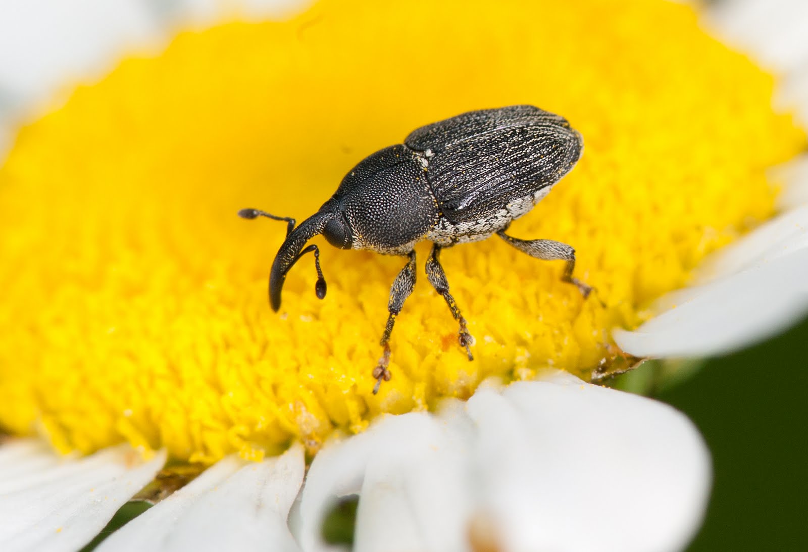 Zen Through a Lens: Cute as a Bug!