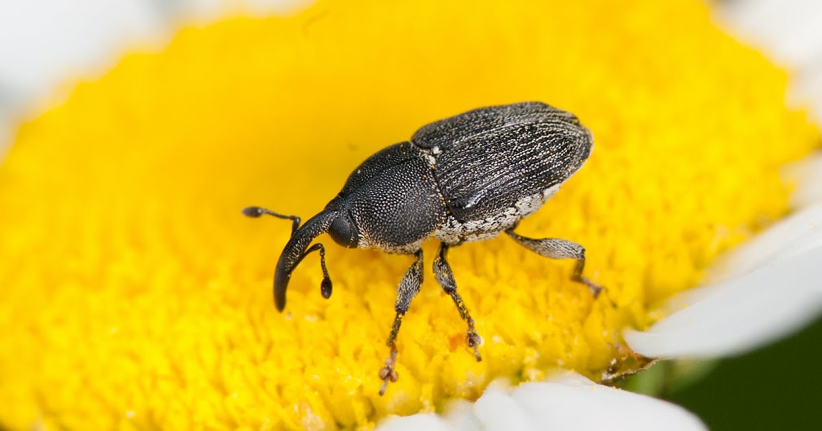 Zen Through a Lens: Cute as a Bug!