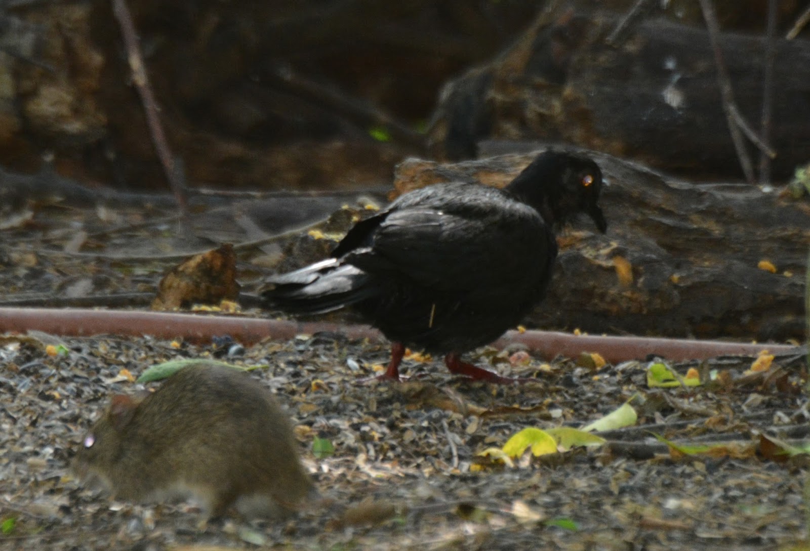 Mary Birds: Melanistic Dove at the National Butterfly Center 6/27/2015
