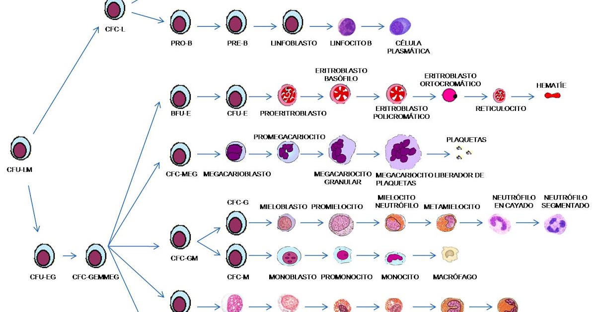 The Basic Med: Hematopoyesis