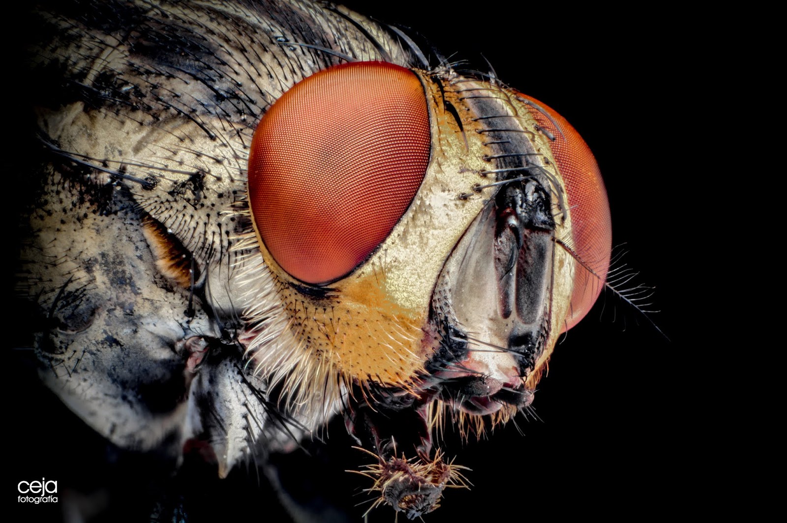 CEJA | Fotografía: Mosca de la Carne - Common Flesh Fly (Sarcophagidae)