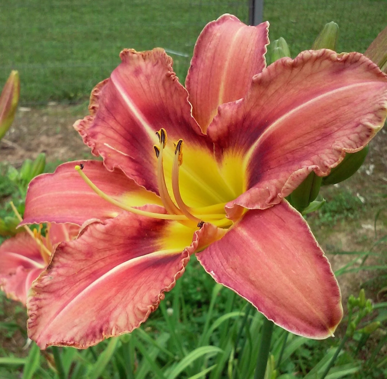 Daylily BReeder Blog: The Spice Must Flow