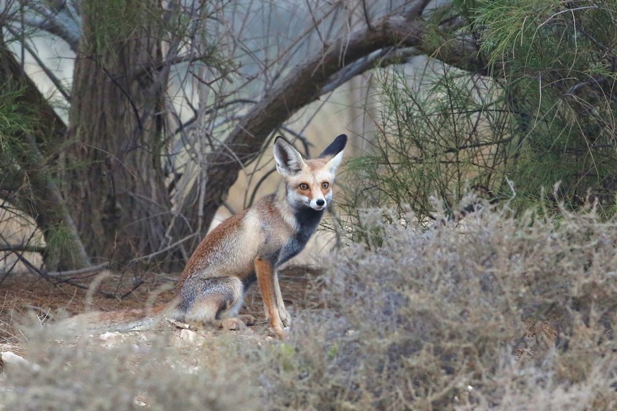 Birds of Saudi Arabia: Arabian Red Fox – Dhahran Hills