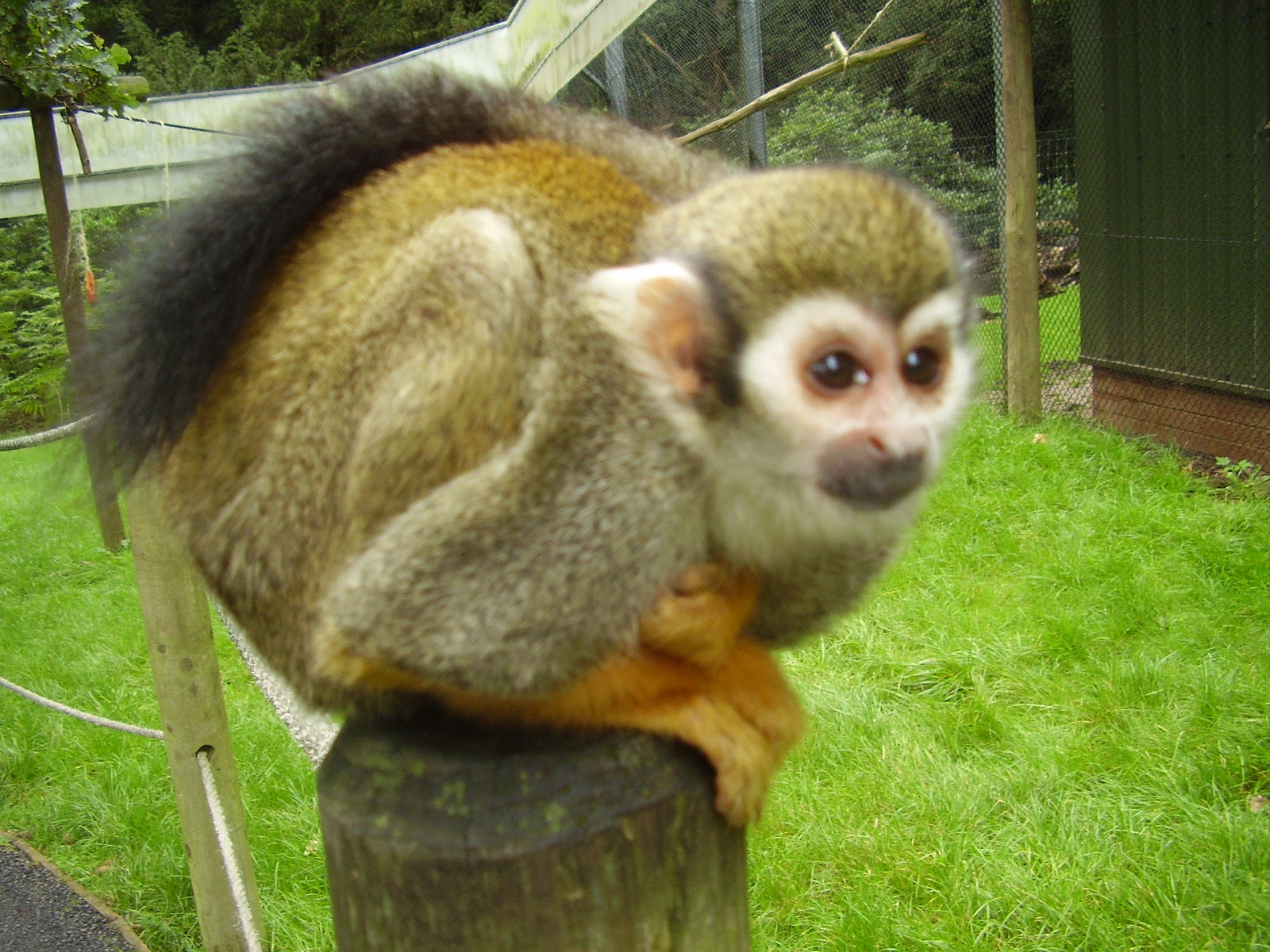 Squirrel Monkey - True Wildlife Creatures