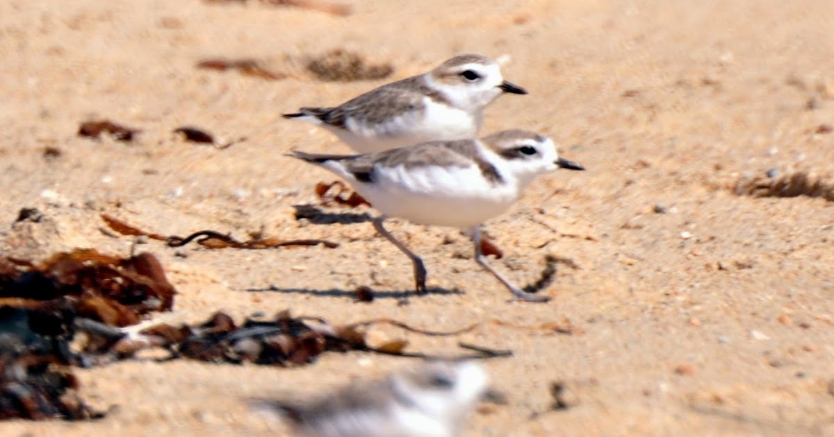 Pájaros, Pajarracos: Playero blanco (Sanderling)