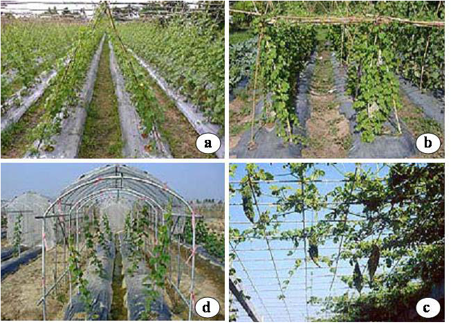 BUDIDAYA PARIA - TANAM SAYURAN