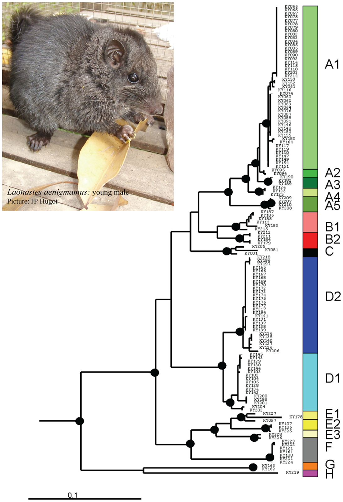 Species New to Science: [Mammalogy • 2012] A Remarkable Case of Micro ...