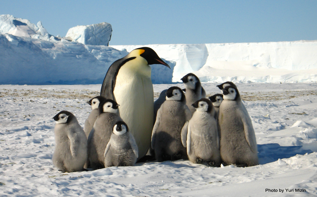 Emperor Penguin