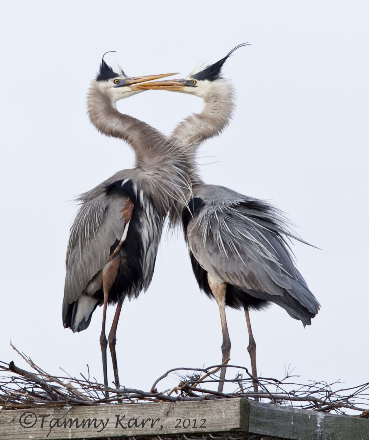 Birding Is Fun!: Courtship