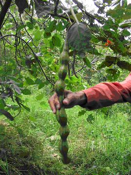 CANASTA ORGANICA: BALÚ O CHACHAFRUTO