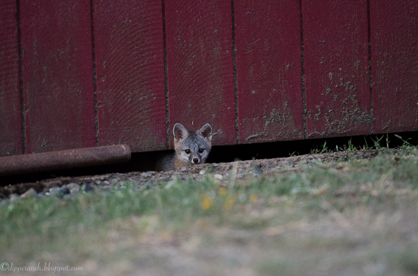 Dipper Ranch: Fox Pups in the Barn