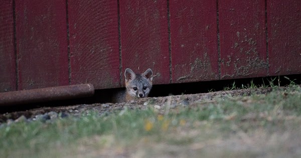 Dipper Ranch: Fox Pups in the Barn