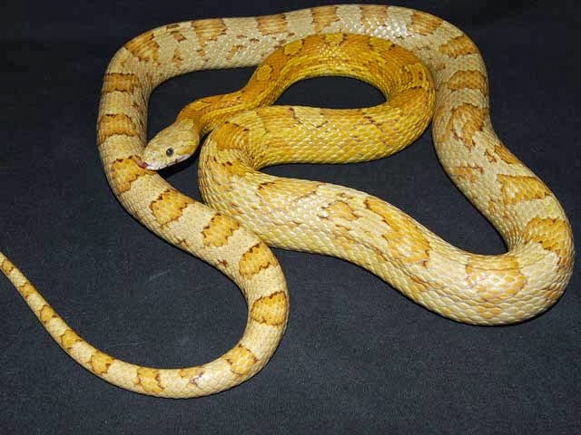 Corn Snake Oficial: Variação de Cores