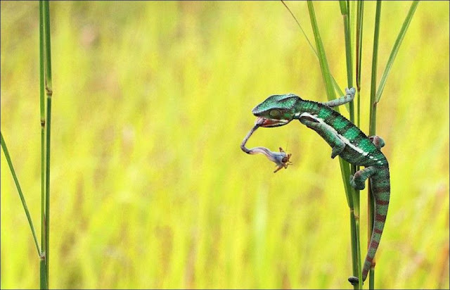 Chameleon captures insect with his long tongue (6 pics) | Amazing Creatures