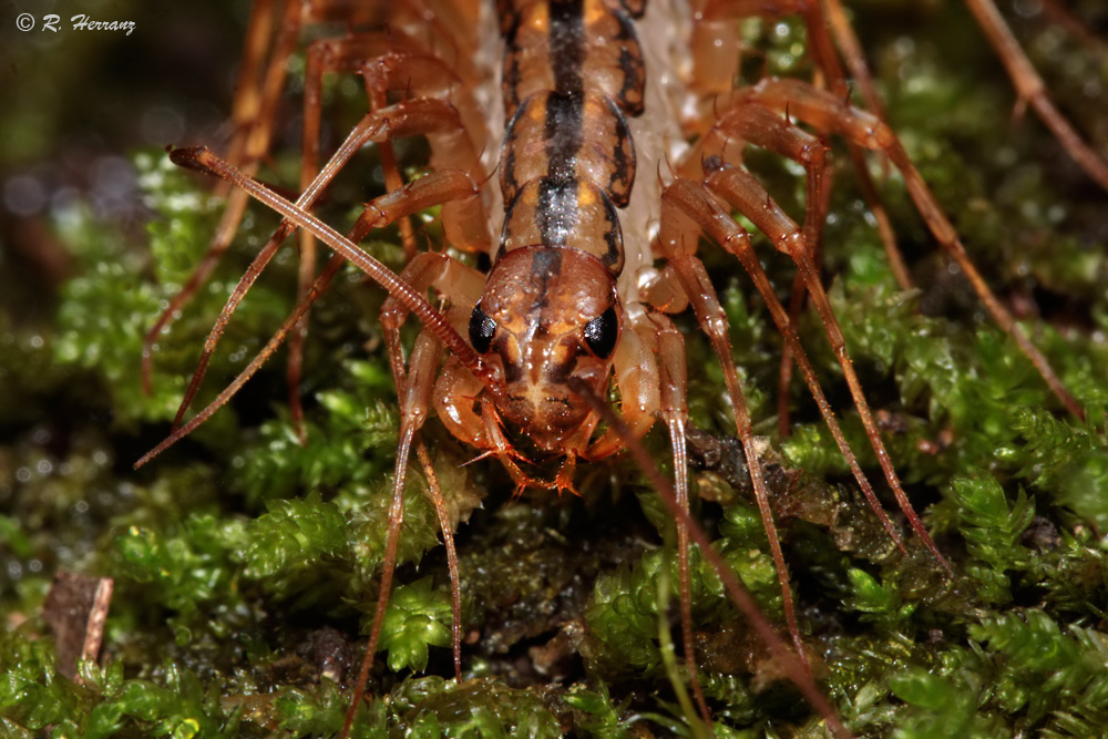 fotosricardo-h: CIEMPIÉS (SCUTIGERA COLEOPTRATA) - House centipede