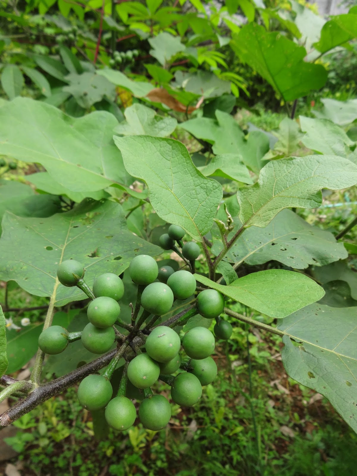 Herbs from Distant Lands: Solanum torvum - Pea Aubergine, Susumber ...