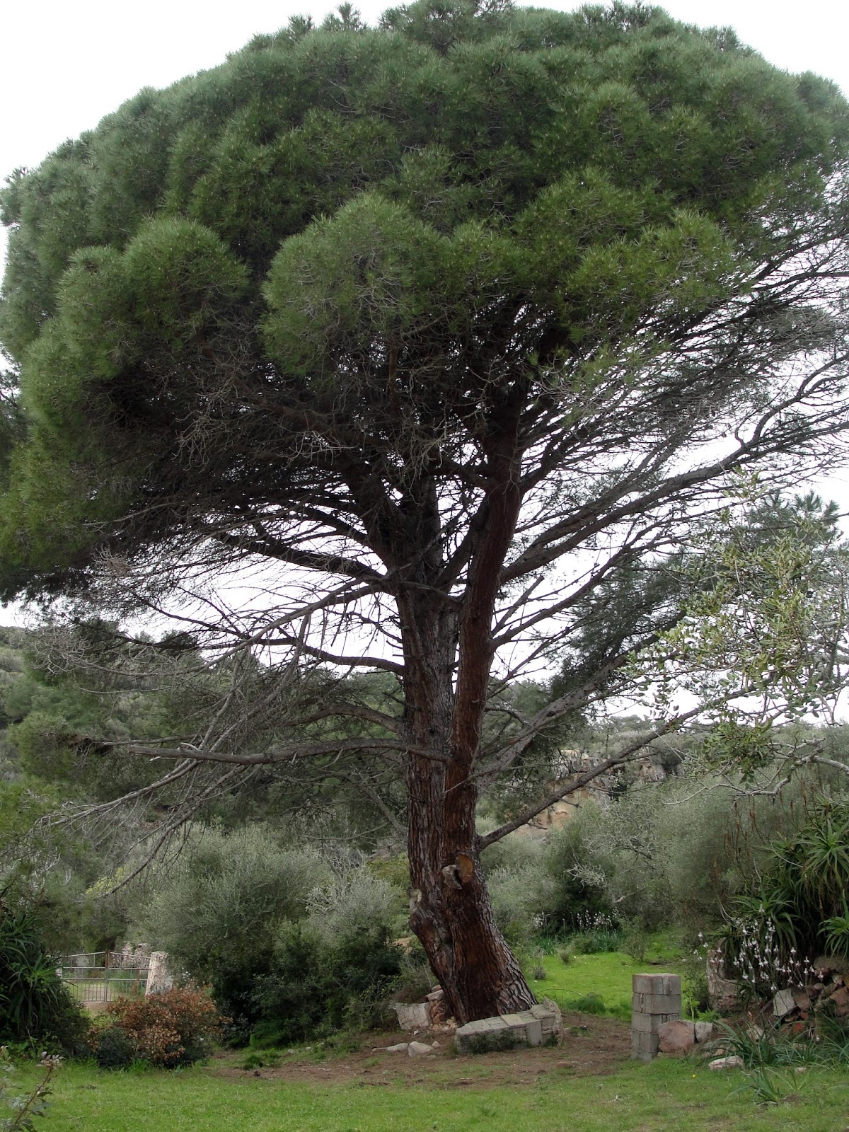 imatges de menorca: PI PINYER - PI VER (Pinus pinea L.) MENORCA