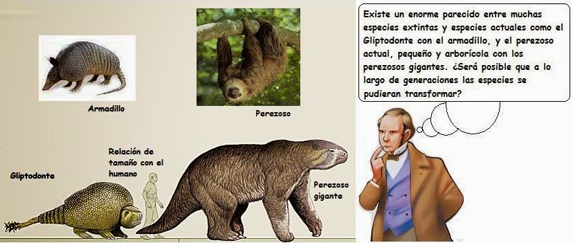 Transformismo: Lamarck y Darwin
