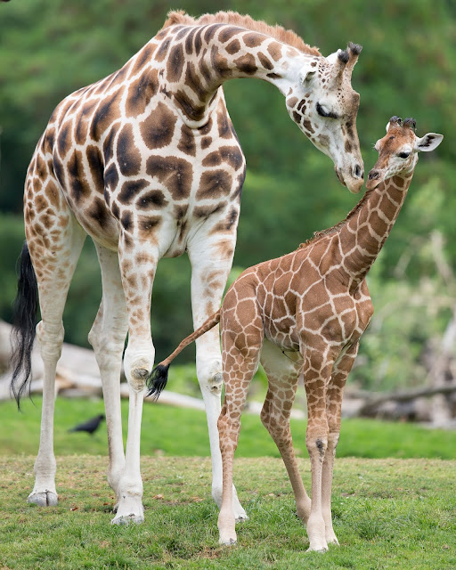 Birth watch begins for pregnant giraffe Olivia!
