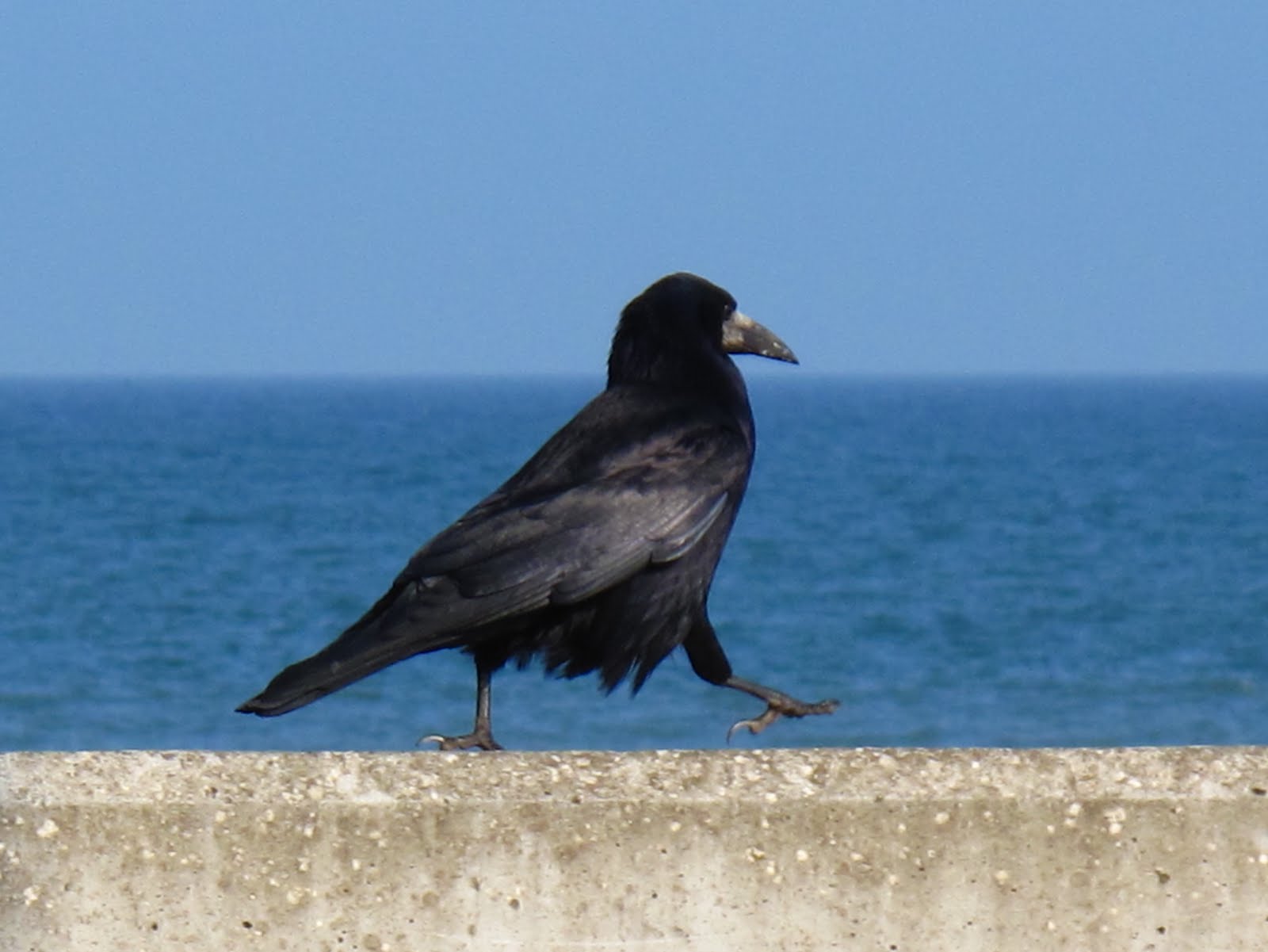 The Rattling Crow: Beach Rooks