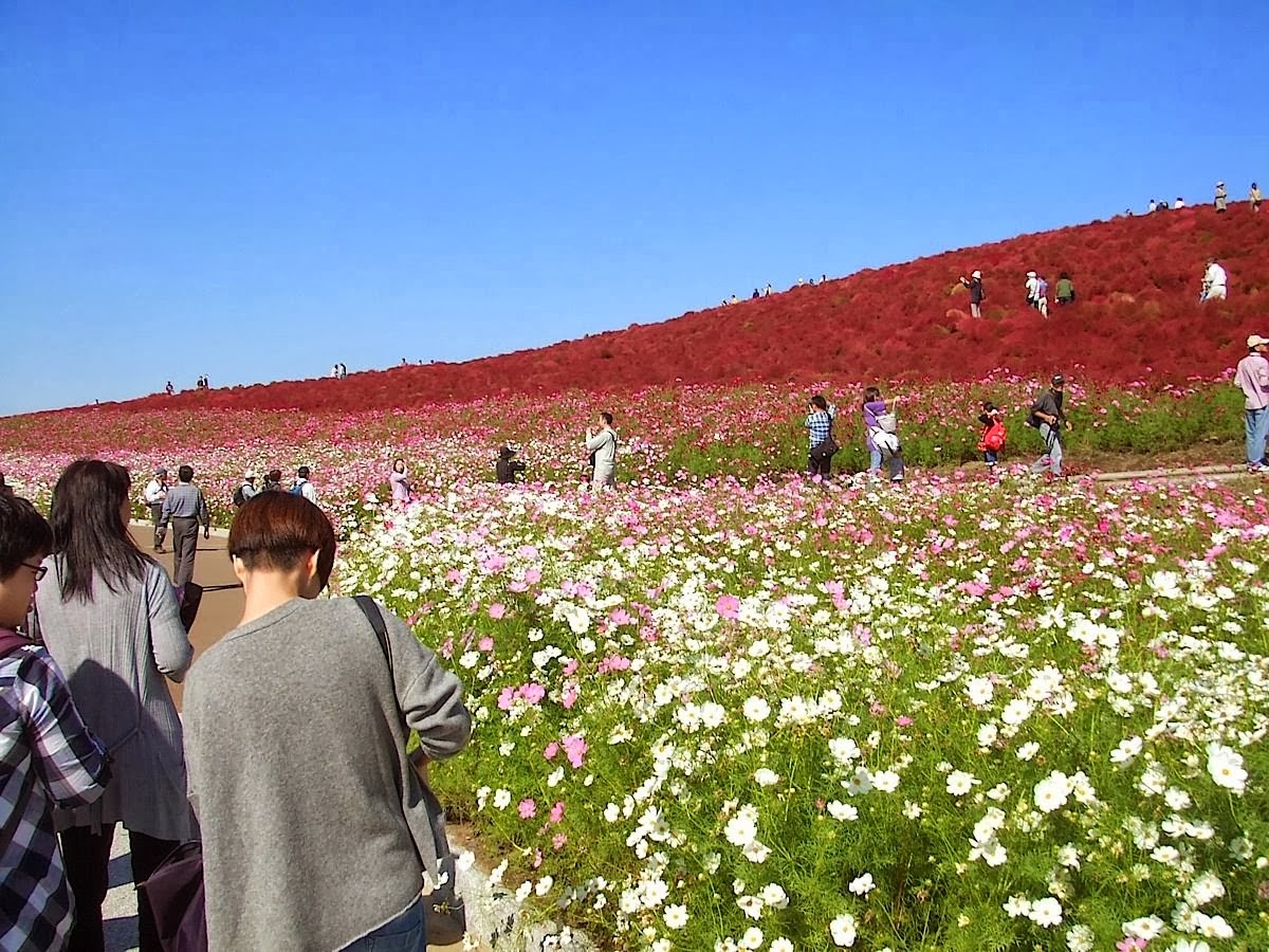 Japans Amazing Hitachi Seaside Park Free Wallpapers - Everything 4u