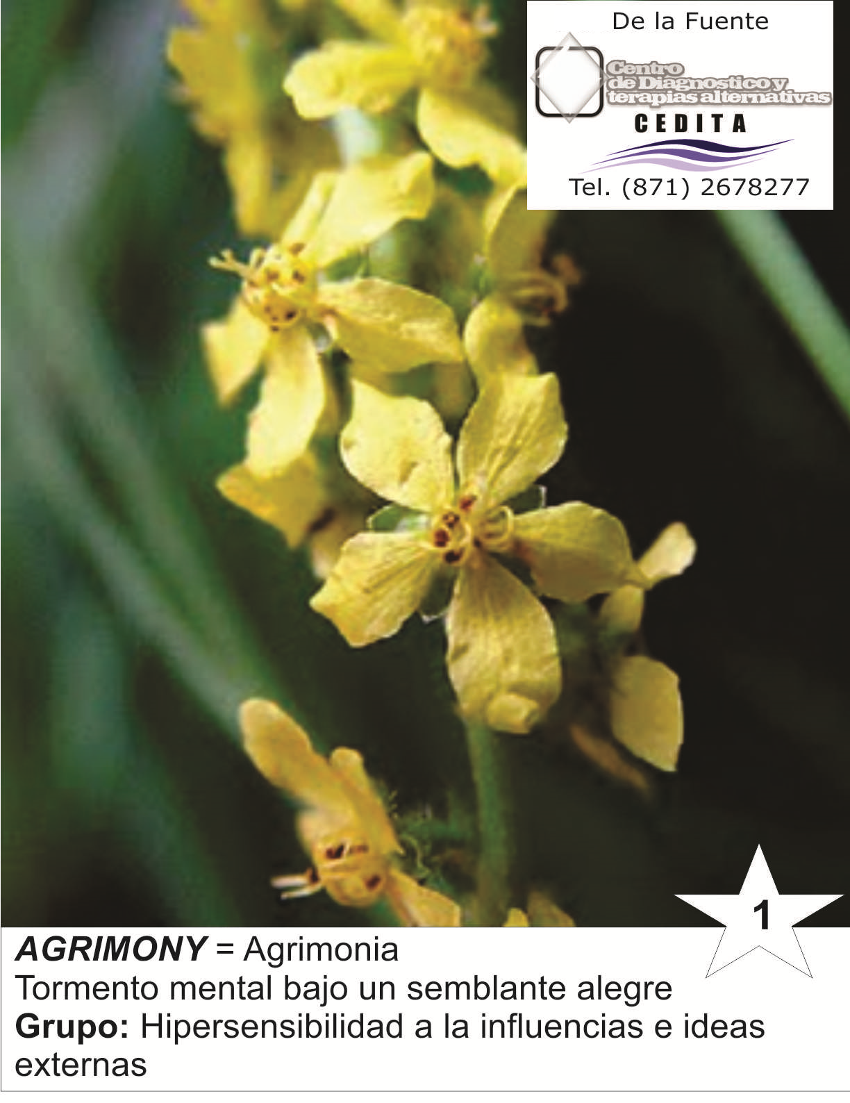 Flores de Bach México: 01 AGRIMONY / AGRIMONIA Característica útiles de ...