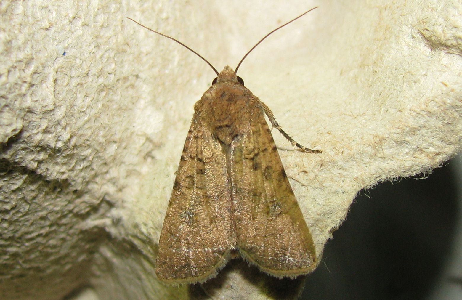 LEPIDOPTERA by Ed 1: Agrotis trux
