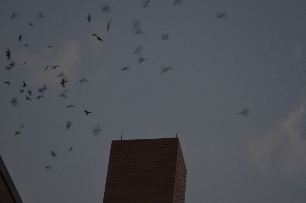 Ohio Birds and Biodiversity: Chimney Swifts