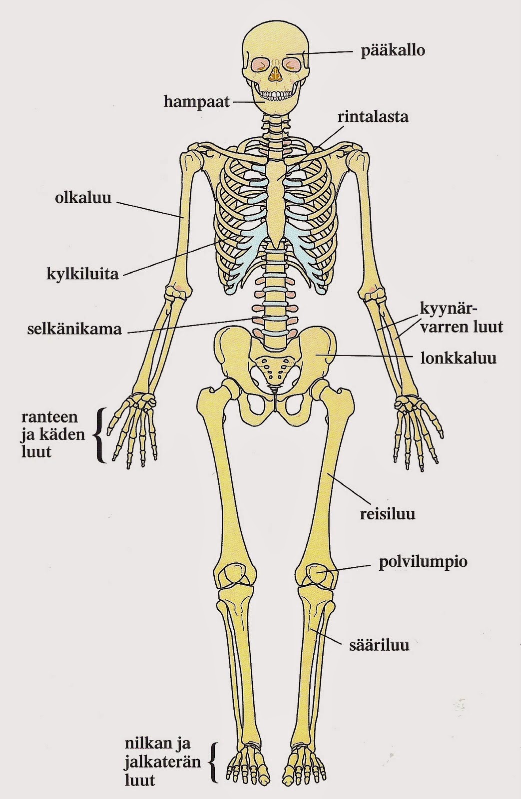 Kurssi 4, ihmisen biologia: Kappale 9, Liikkumiseen tarvitaan luita ...