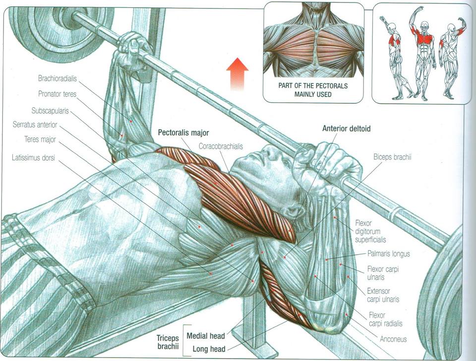 Muscle Palace: Top 10 Exercises To Build Muscle Mass - Gain Muscle Mass ...