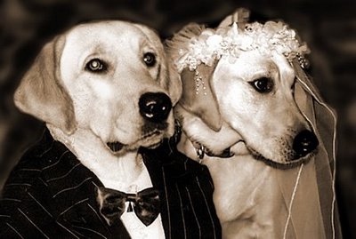 Funny Animals: Funny Dogs Marriage, Cute Lovely Dogs Marriage