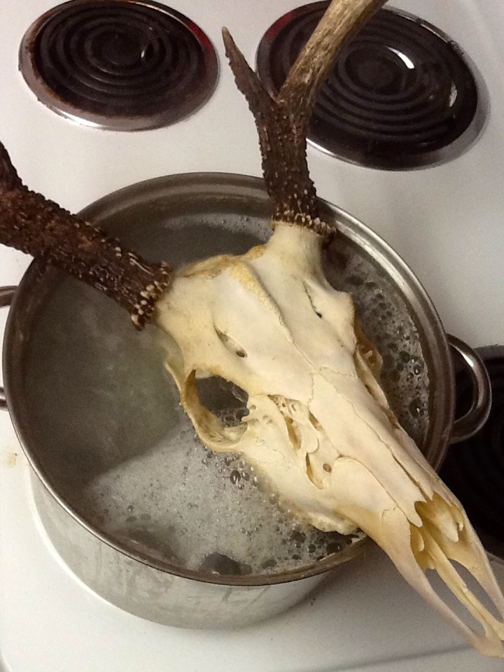 Darcy: DIY Bleached Deer Skull