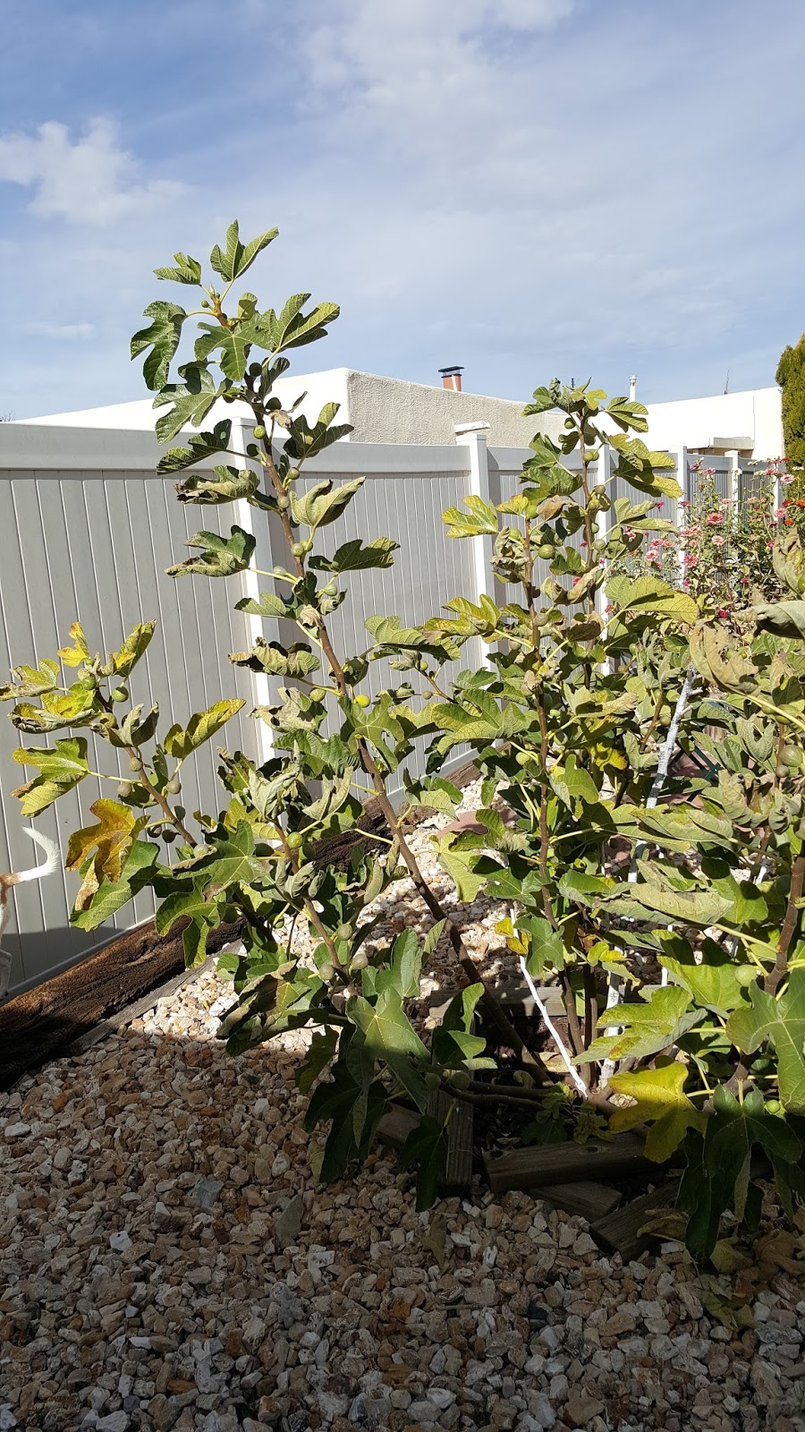 Growing Figs in New Mexico: How to Get Fig Fever