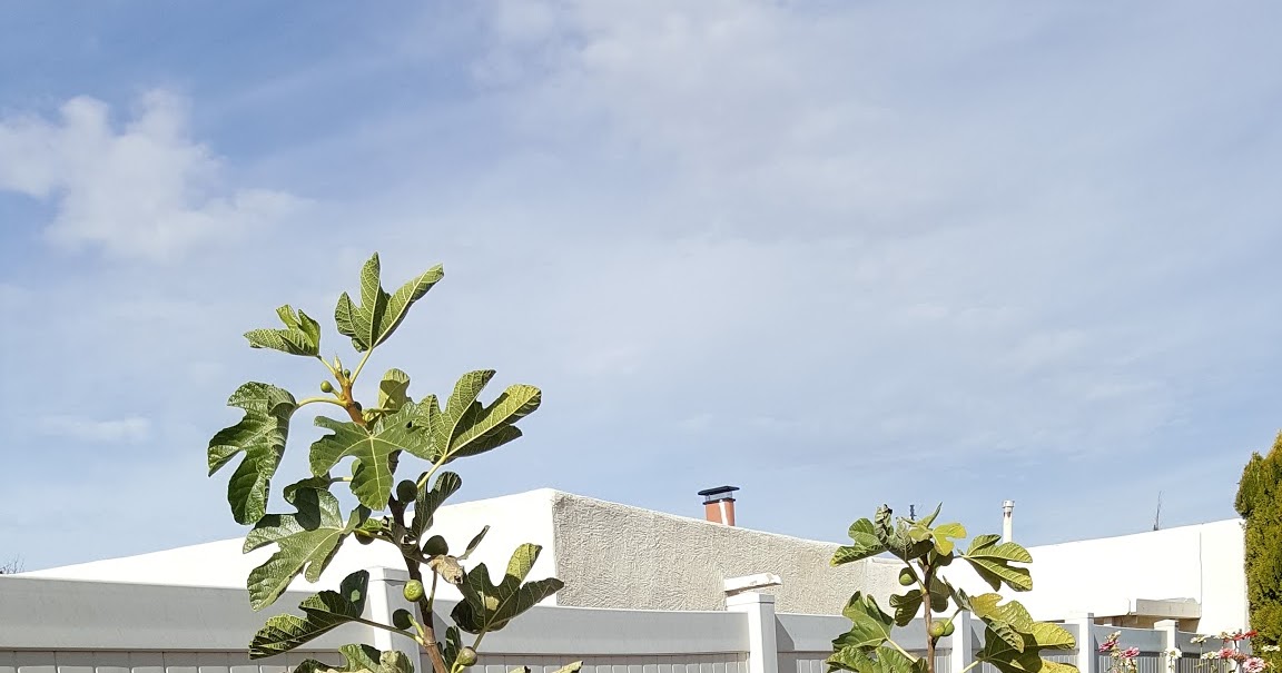 Growing Figs in New Mexico: How to Get Fig Fever