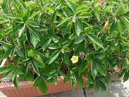 马来西亚保健茶王: TEH PECAH BELING 碎璃茶